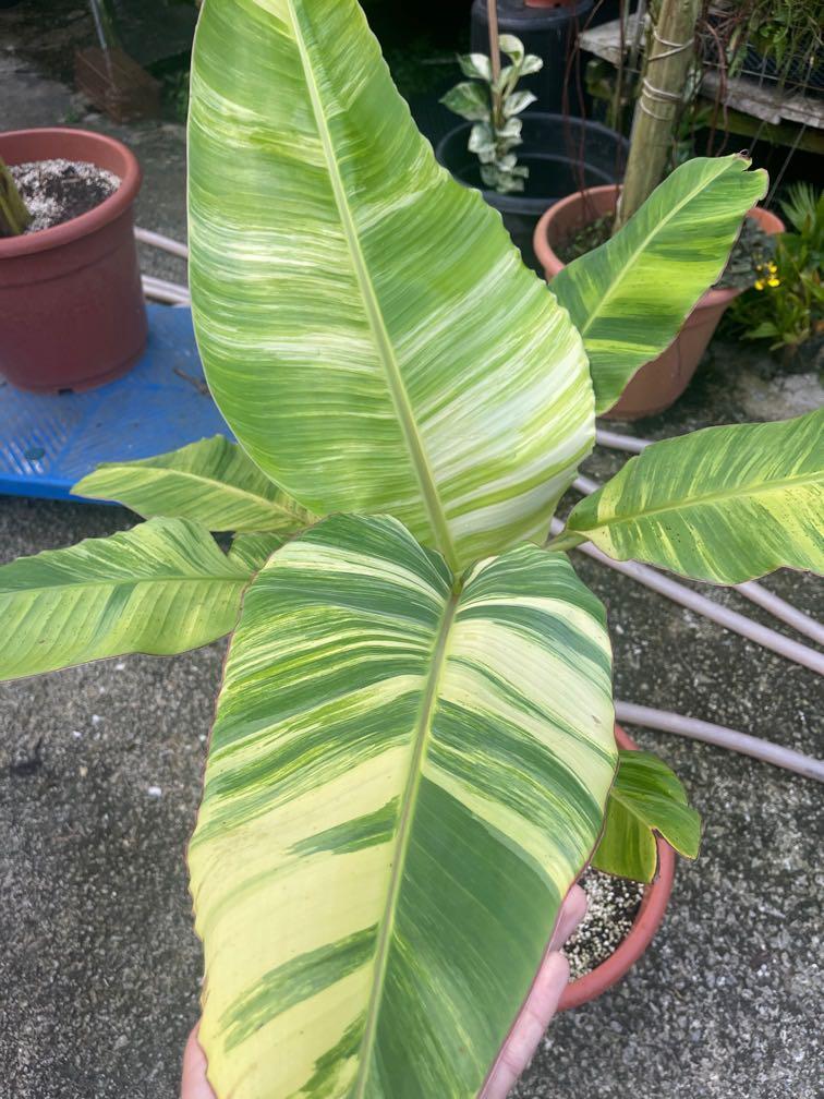 Musa papua variegated yellow banana, Furniture & Home Living, Gardening ...