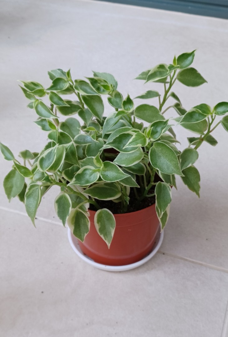 Peperomia Nitida Variegated, Furniture & Home Living, Gardening, Plants ...