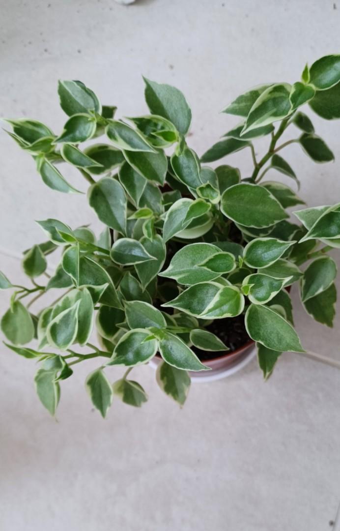 Peperomia Nitida Variegated, Furniture & Home Living, Gardening, Plants ...