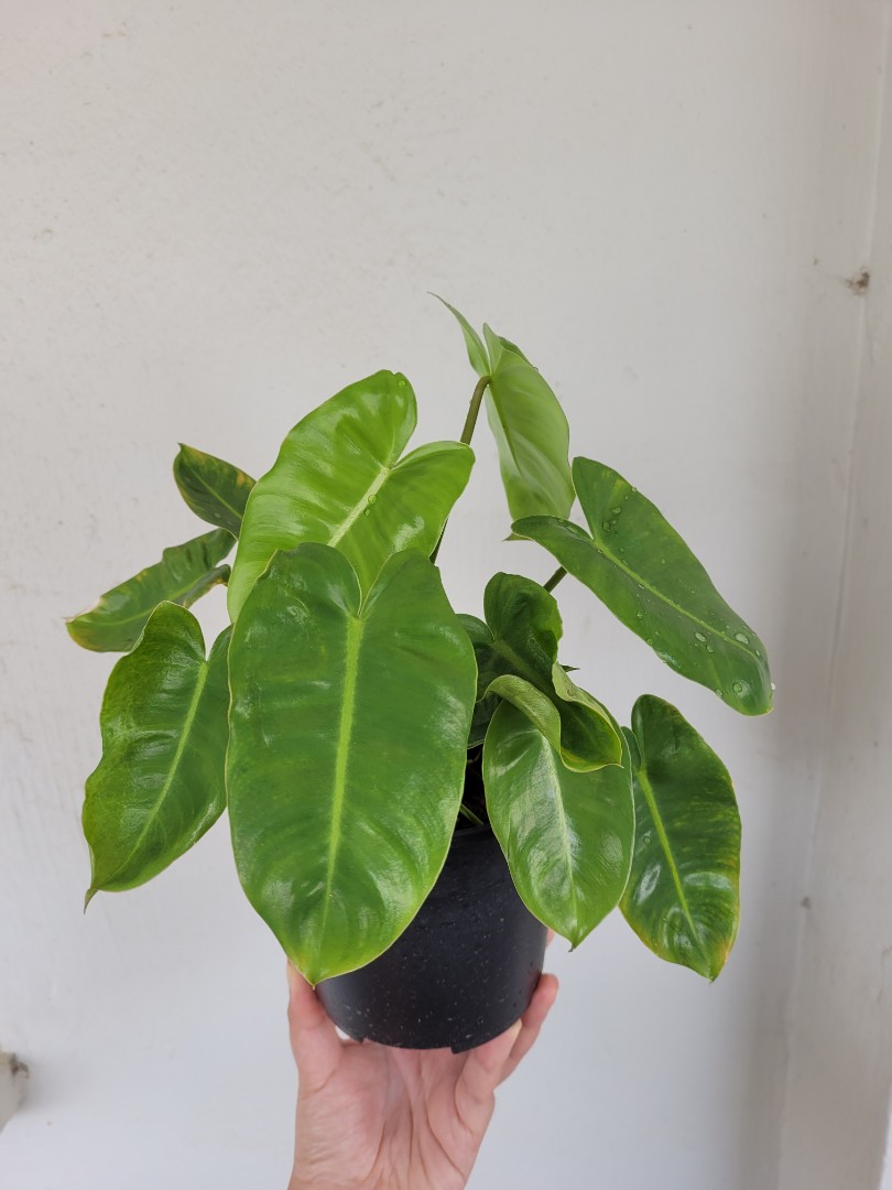 Philodendron Burle Max, Furniture & Home Living, Gardening, Plants ...