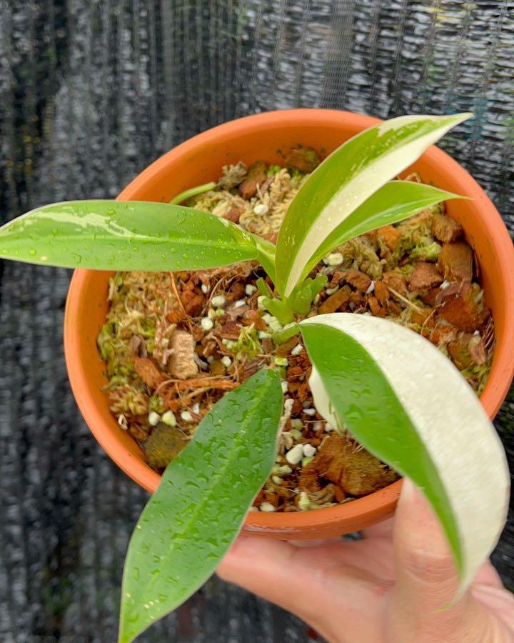 philodendron wend-imbe variegata, Furniture & Home Living, Gardening ...