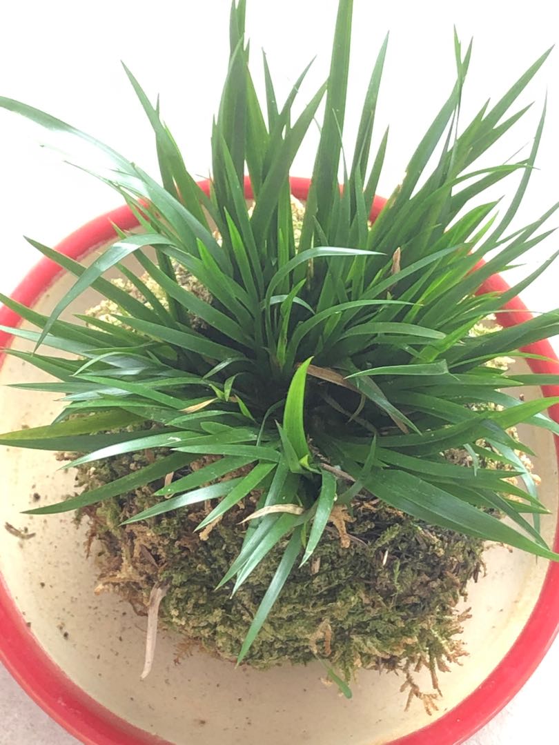 ACorus Calamus, Furniture & Home Living, Gardening, Plants & Seeds on ...