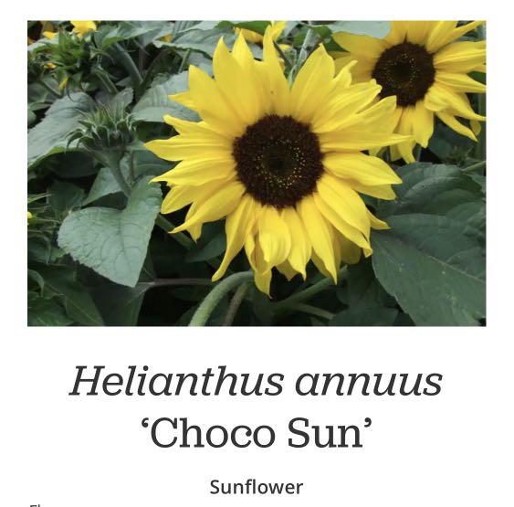 Dwarf sunflower seedling - choco sun, Furniture & Home Living ...