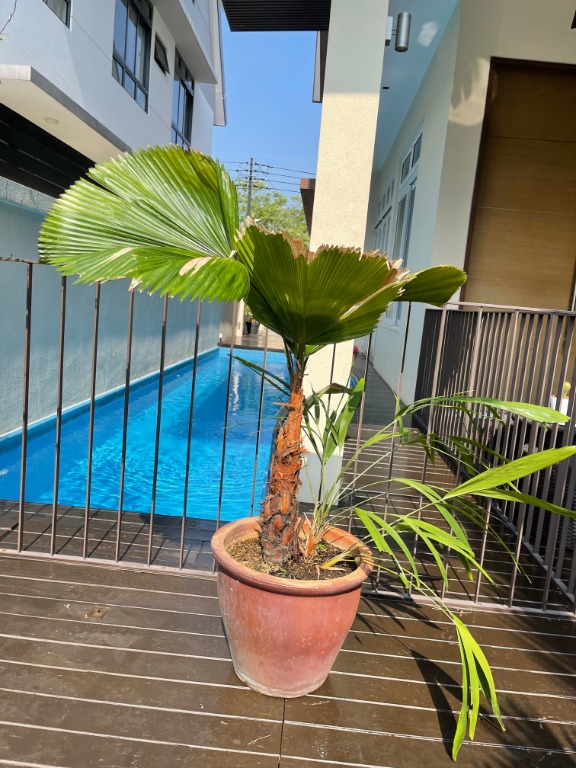 Fan palm with pot, Furniture & Home Living, Gardening, Plants & Seeds ...