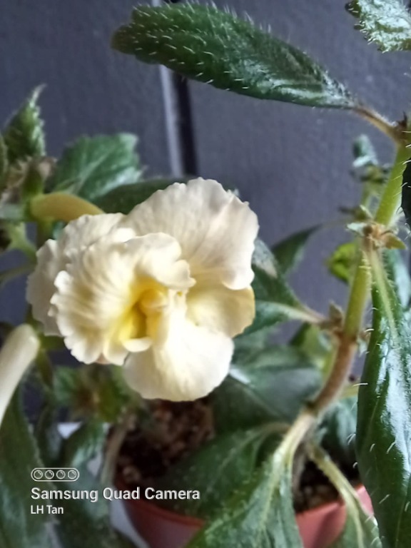 HDB friendly flowering plant Achimenes yellow double petal flower ...