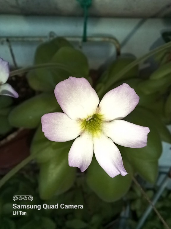 Insect catching Plants Pinguicula agnata x potosiensis Dual color ...