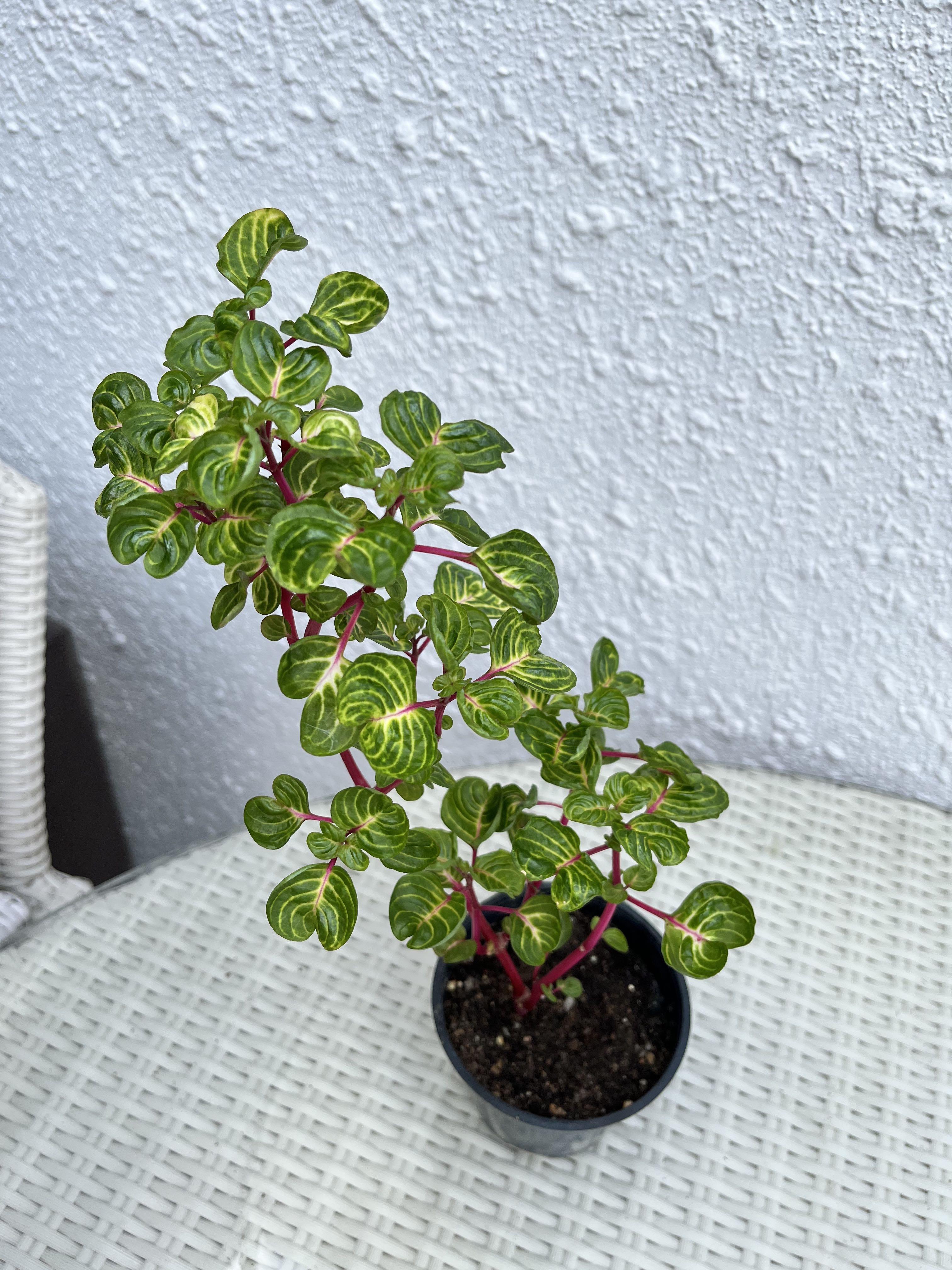 Iresine Herbstii plant (chicken gizzard plant), Furniture & Home Living ...