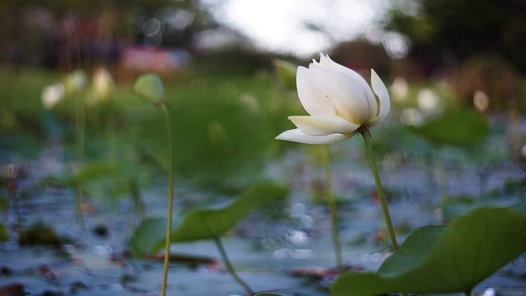 LOMO PO3-3M 50mm F2 cine lens, Photography, Lens & Kits on Carousell