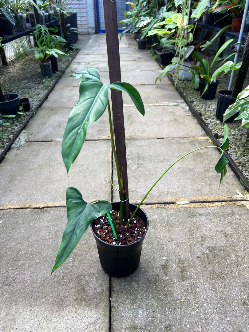 Philodendron Delinksii (P. Erubescens Ecuagenera), Furniture & Home ...
