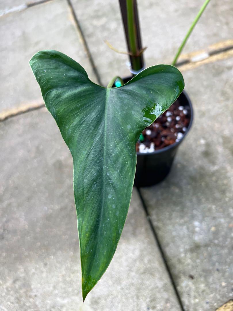Philodendron Delinksii (P. Erubescens Ecuagenera), Furniture & Home ...
