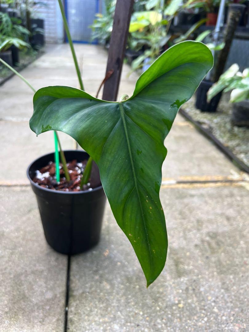 Philodendron Delinksii (P. Erubescens Ecuagenera), Furniture & Home ...