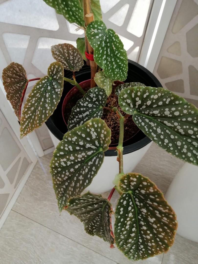 32" Silver Spotted Begonia w/ bamboo pole, Furniture & Home Living ...