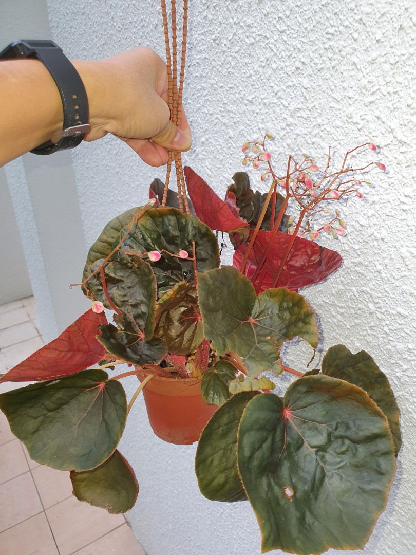 Begonia U497, Furniture & Home Living, Gardening, Plants & Seeds on ...