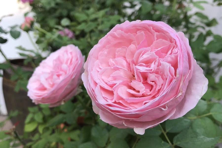 Carey rose plant (David Austin), Furniture & Home Living, Gardening ...