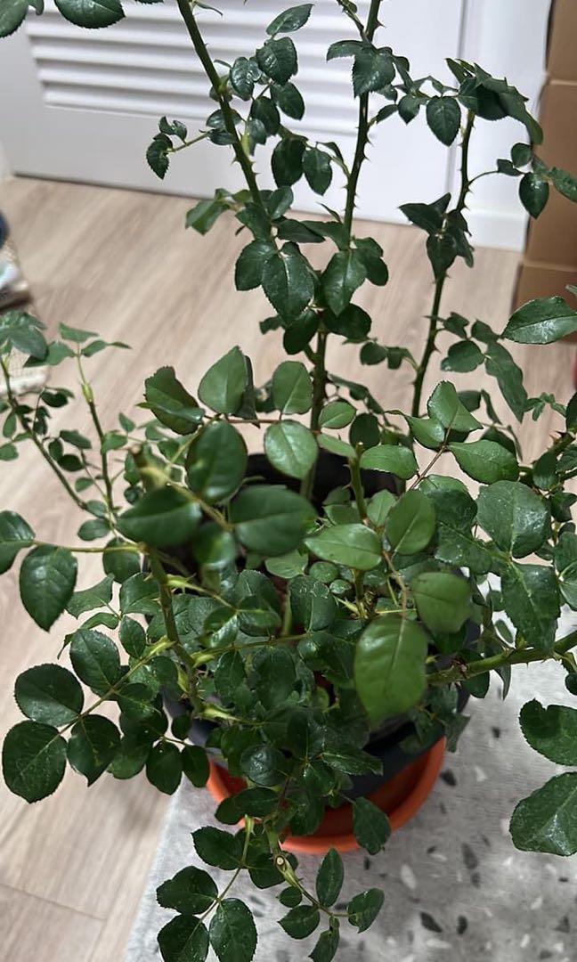 Carey rose plant (David Austin), Furniture & Home Living, Gardening ...