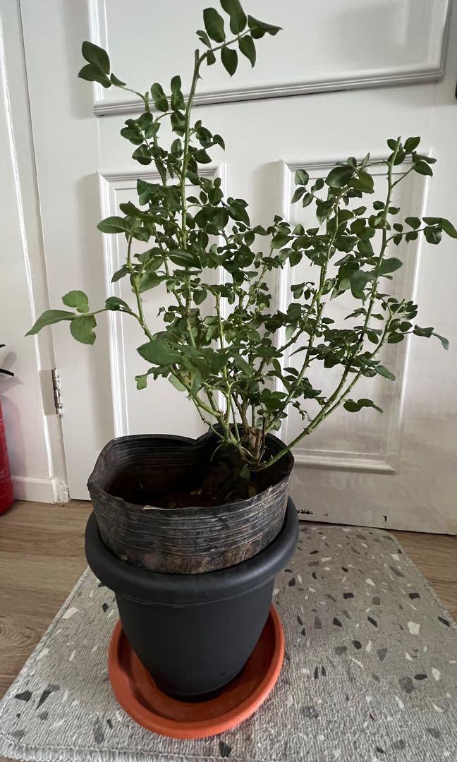 Carey rose plant (David Austin), Furniture & Home Living, Gardening ...