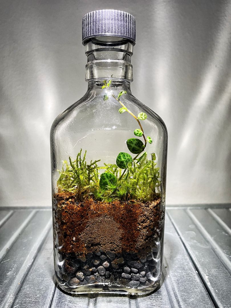 Mini Closed terrarium, Furniture & Home Living, Gardening, Plants ...