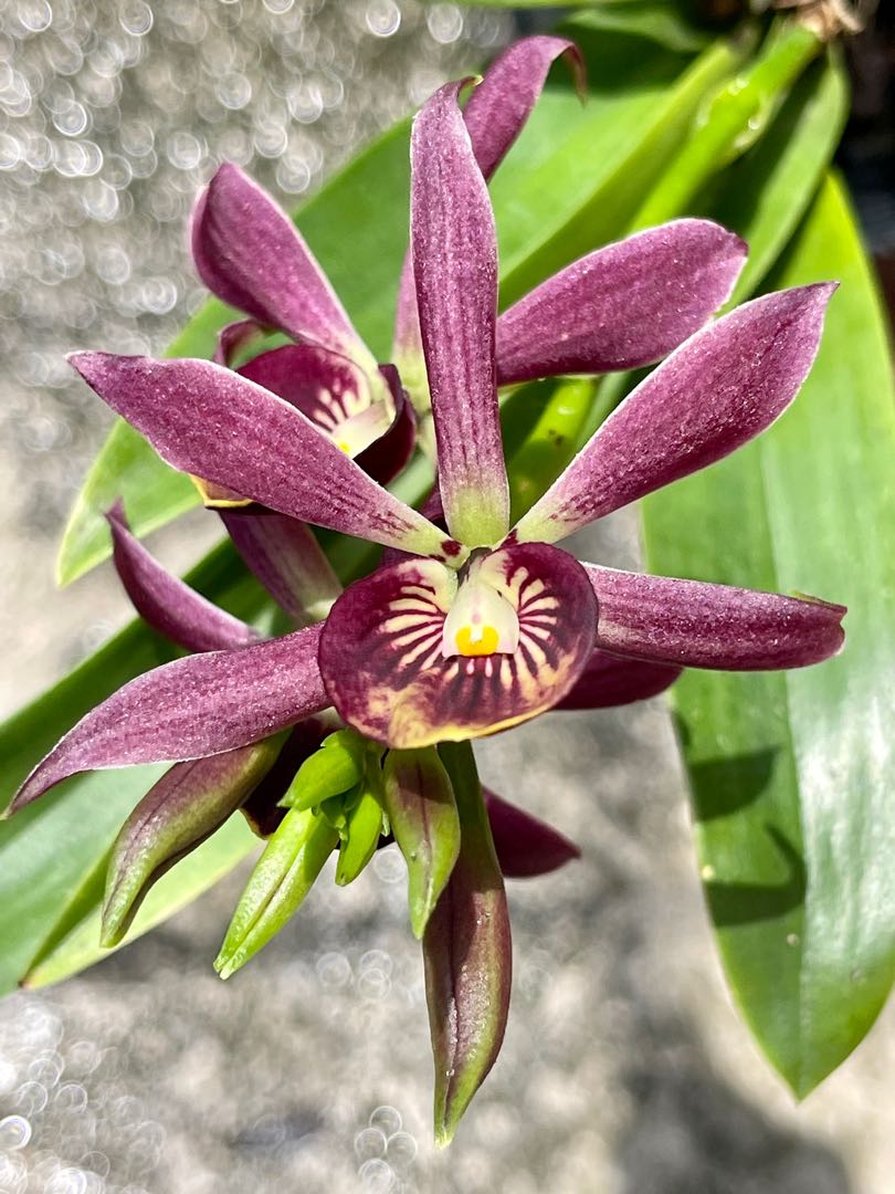 Rare & Unique Colored Orchid for Sale - Epicattleya Black Comet ...