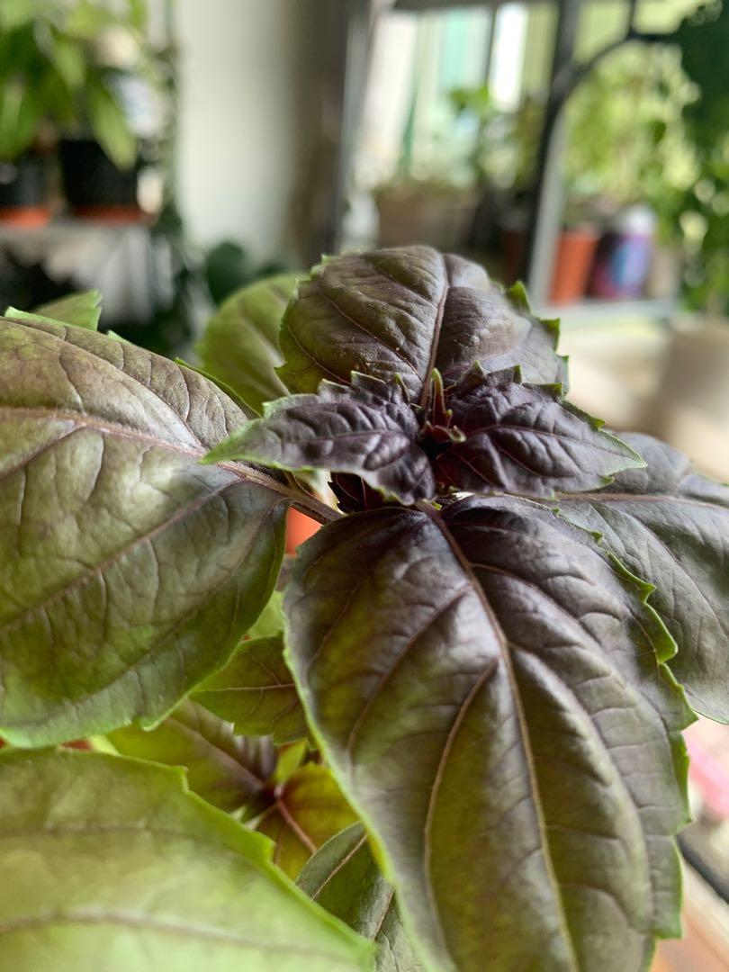 Red Rubin Basil Ocimum Basilicum Purpurascens Seedling Rare, Furniture ...