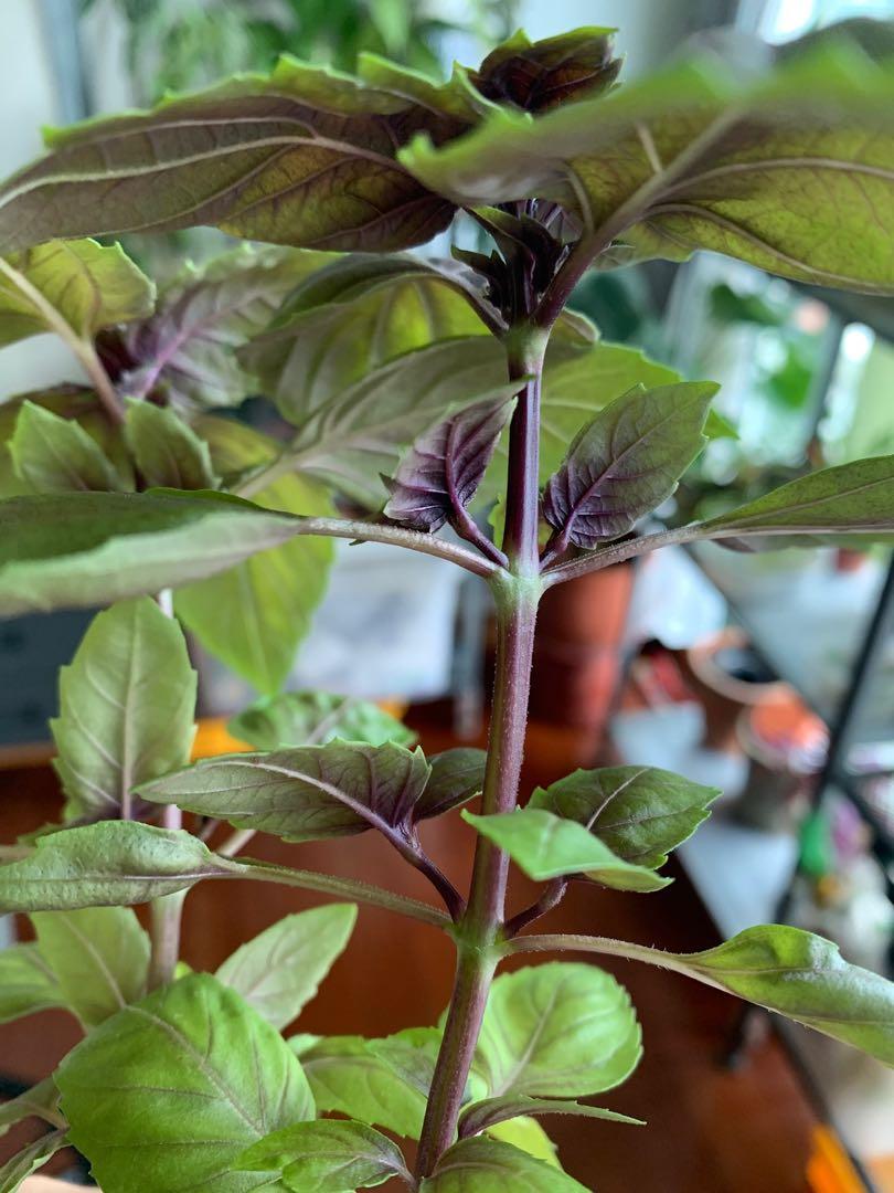 Red Rubin Basil Ocimum Basilicum Purpurascens Seedling Rare, Furniture ...