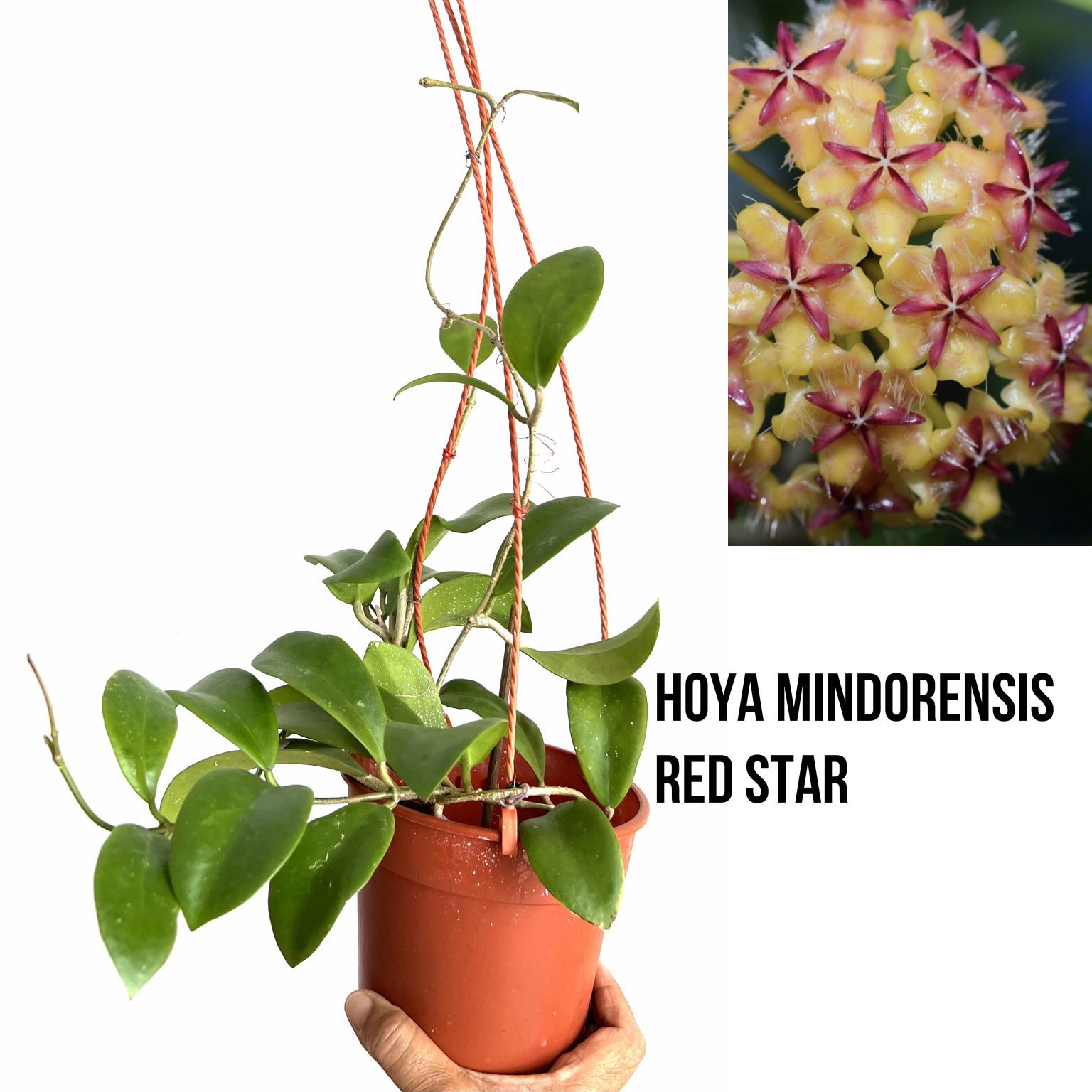 Hoya Mindorensis Red Star, Furniture & Home Living, Gardening, Plants & Seeds on Carousell