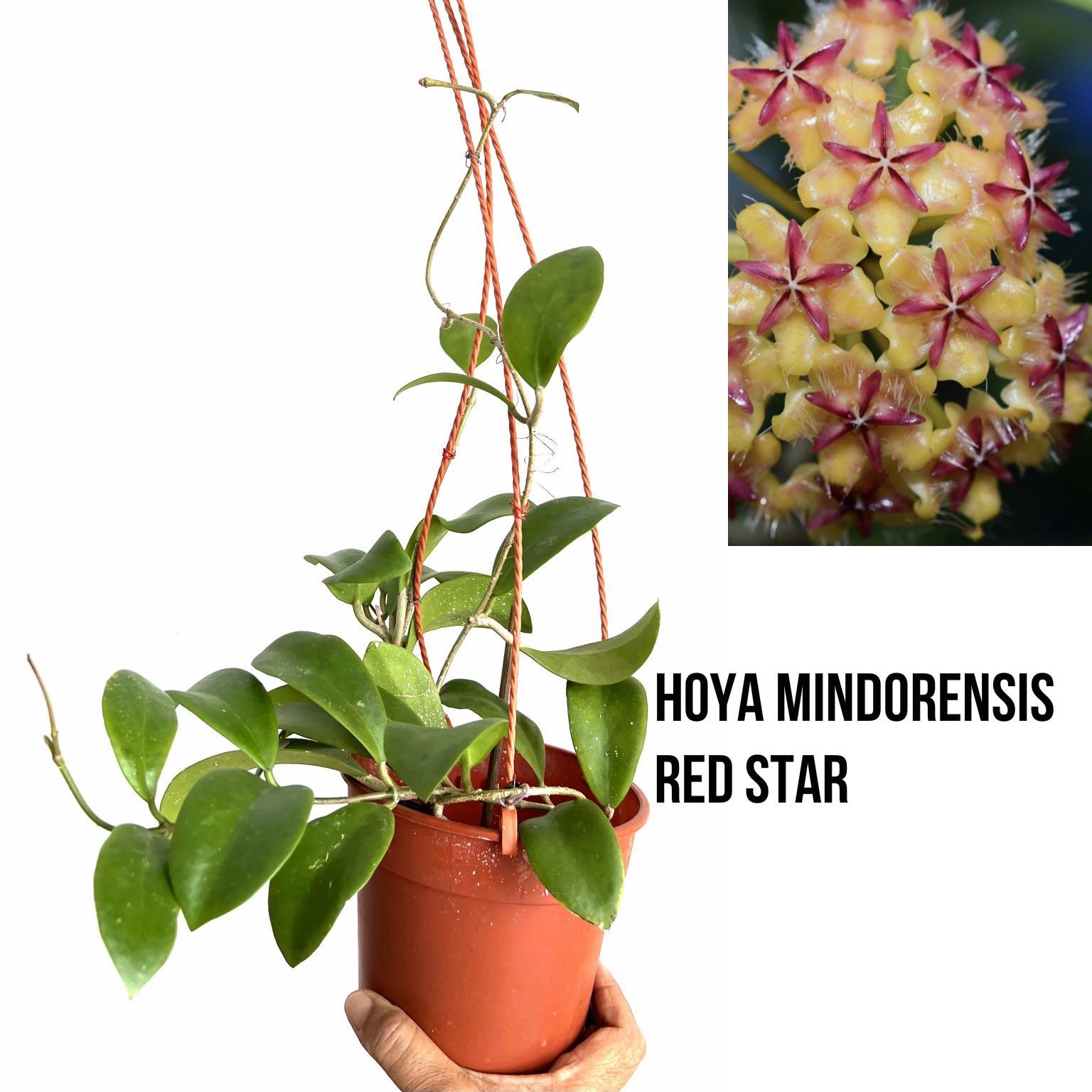Hoya Mindorensis Red Star, Furniture & Home Living, Gardening, Plants & Seeds on Carousell