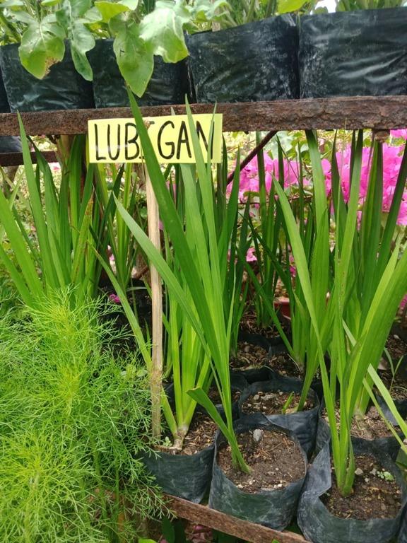 LUBIGAN, Furniture & Home Living, Gardening, Plants & Seeds on Carousell