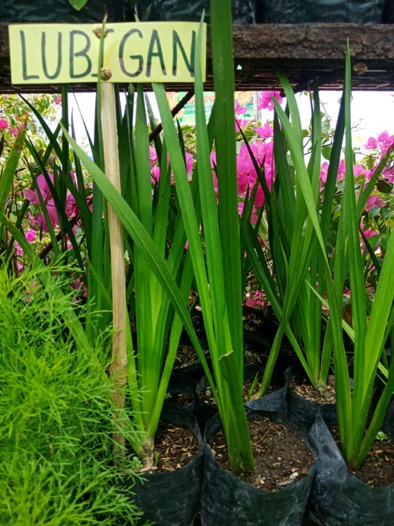 LUBIGAN, Furniture & Home Living, Gardening, Plants & Seeds on Carousell