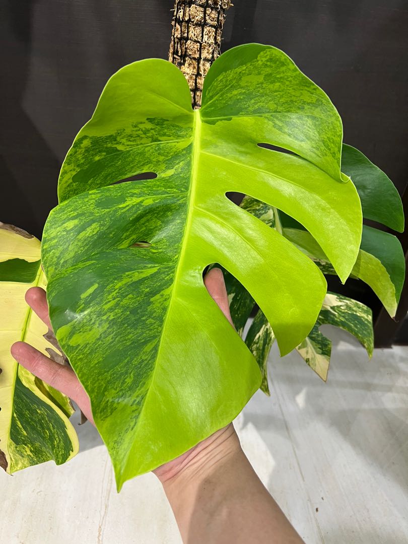 Monstera aurea variegated tri color (not albo), Furniture & Home Living ...