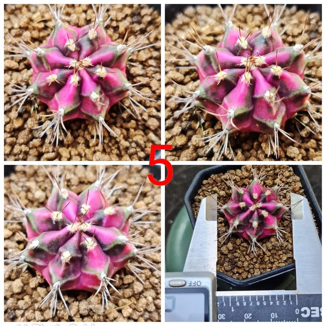 Pink diamond gymno PDM gymnocalycium, Furniture & Home Living ...