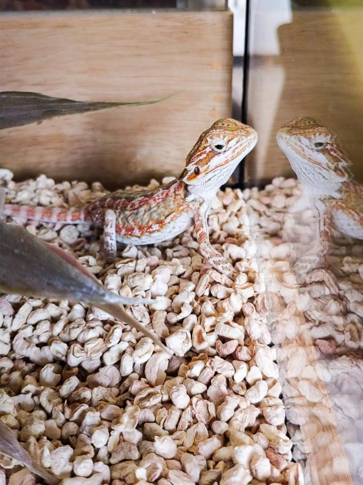 1kg Corn Cob Substrates for Reptile, Pet Supplies, Homes & Other Pet ...