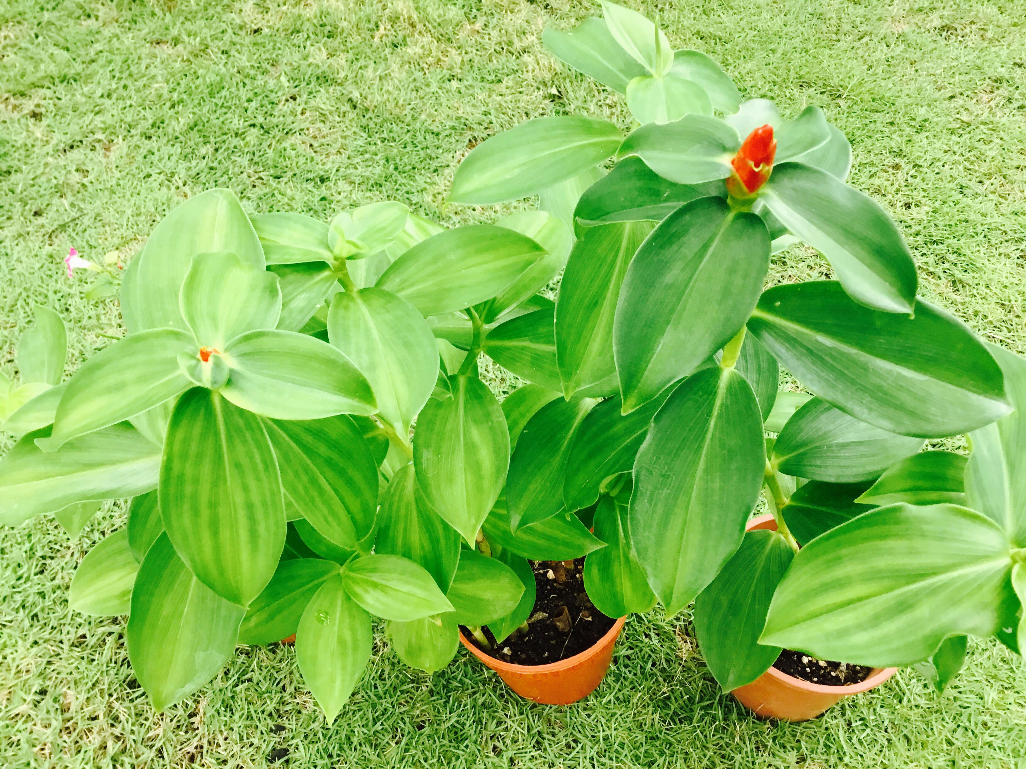 Costus Woodsonii, Red Button Ginger Scarlet Spiral Flag Red Cane ...