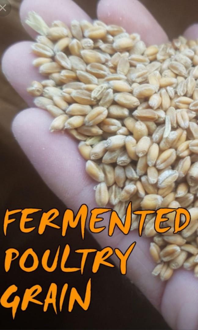Free fermented barley, Pet Supplies, Pet Food on Carousell