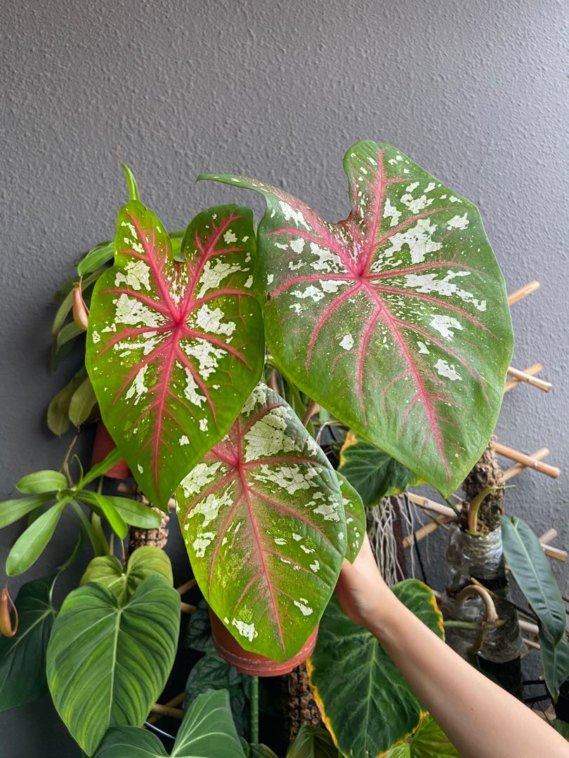 Large, beautiful caladium carolyn whorton, Furniture & Home Living ...