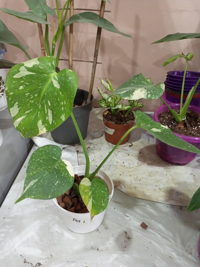 Monstera Thai Cons Variegata, Announcements on Carousell