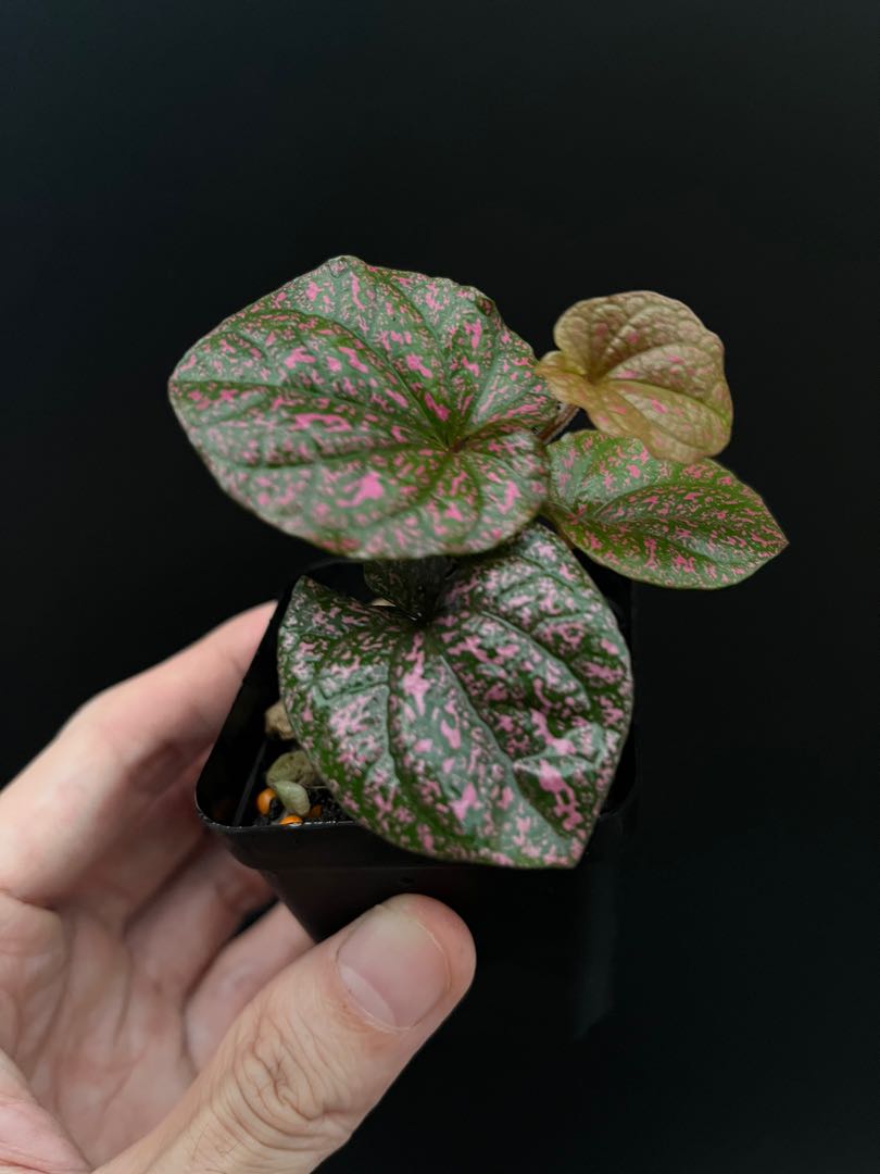 Piper Sp 'Pink Speckles', Furniture & Home Living, Gardening, Plants ...