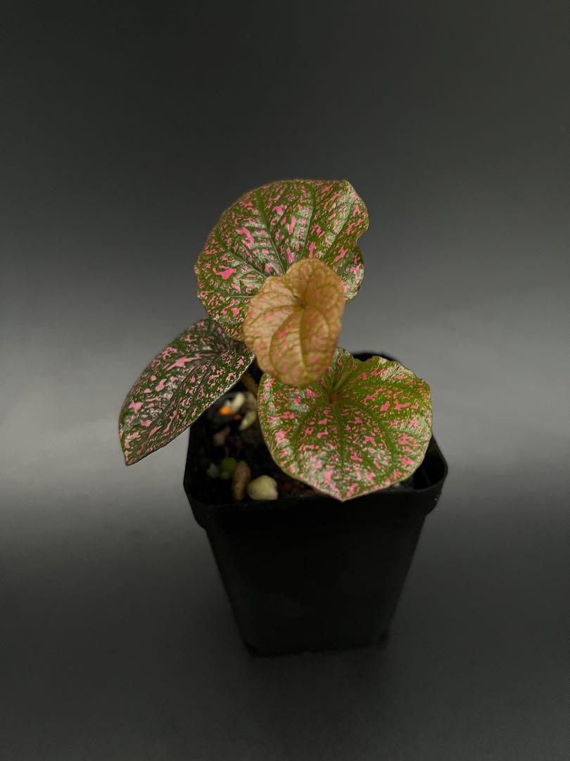 Piper Sp 'Pink Speckles', Furniture & Home Living, Gardening, Plants ...