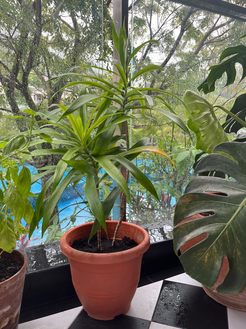 Sugi plant (natural green colouring), Furniture & Home Living ...