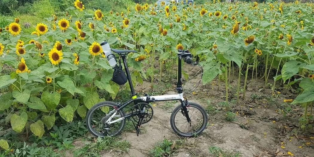 Super sales: Dahon K3 Plus International model (3 colors available ...