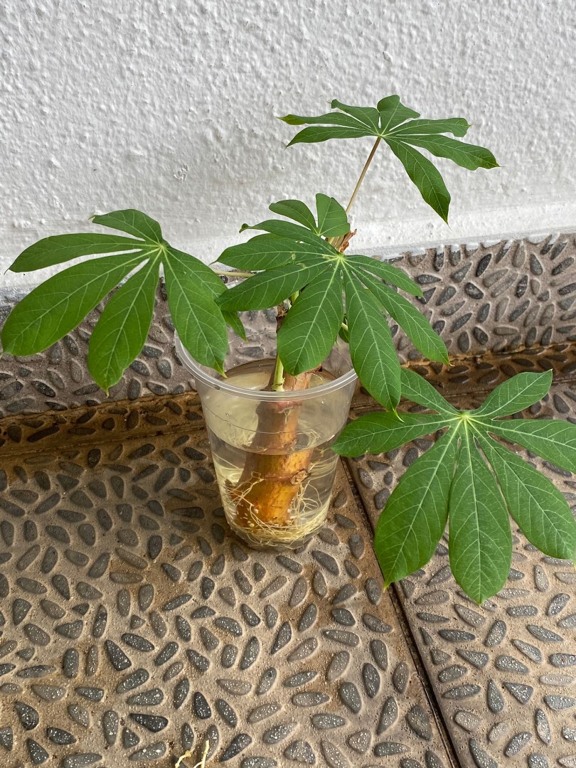 Tapioca Plant Rooted Cutting, Furniture & Home Living, Gardening ...