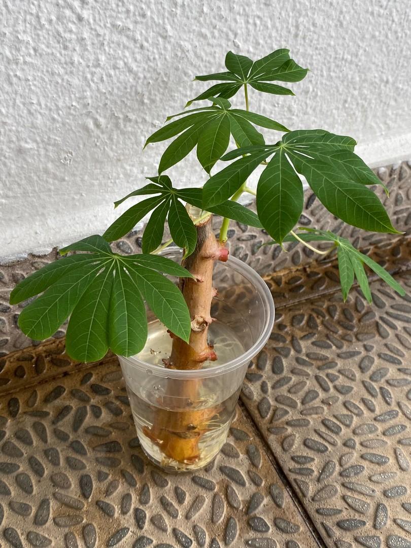 Tapioca Plant Rooted Cutting, Furniture & Home Living, Gardening ...