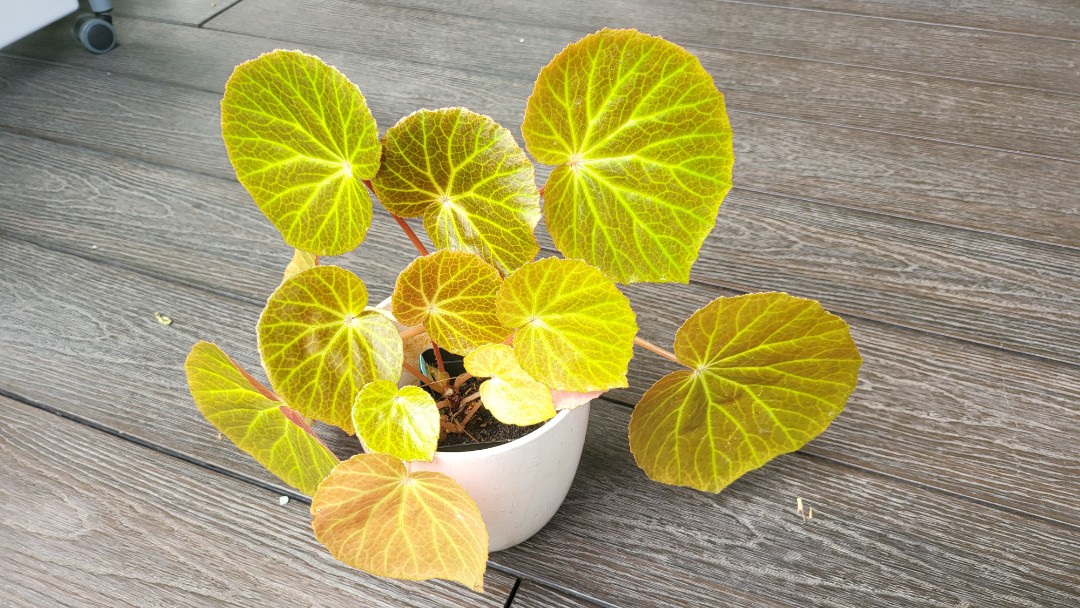 Begonia U514, Furniture & Home Living, Gardening, Plants & Seeds on ...