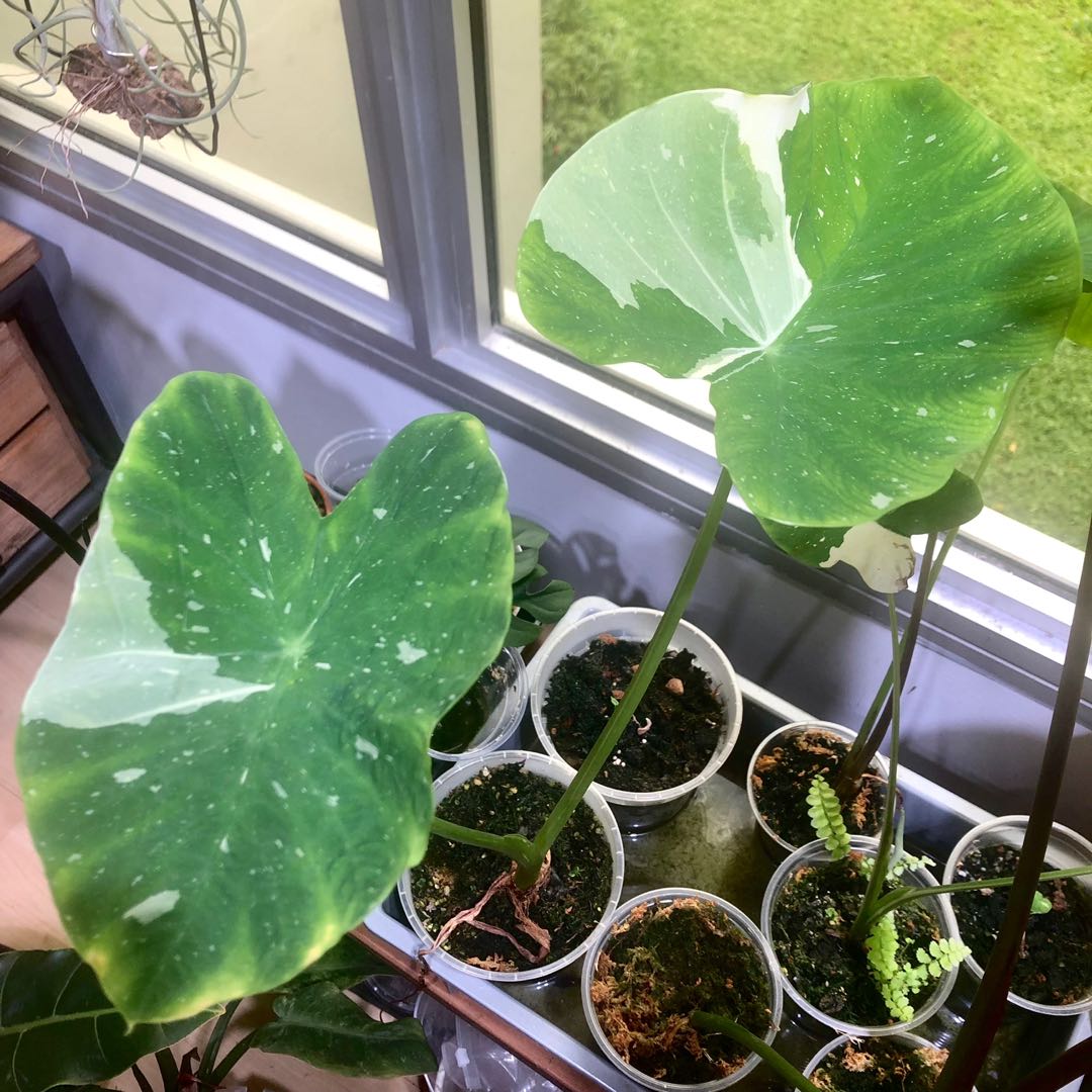 Colocasia Elepaio, Furniture & Home Living, Gardening, Plants & Seeds ...