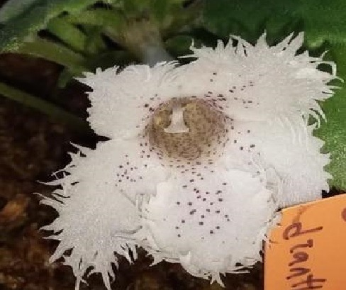 HDB friendly flowering plants Alsobia dianthiflora hairy petals flower ...