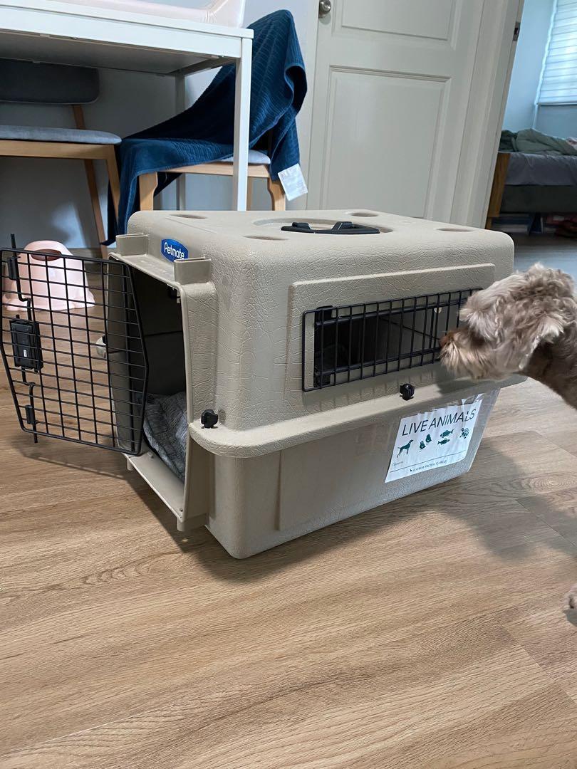 Petmate crate IATA approved 21”, Pet Supplies, Homes & Other Pet ...