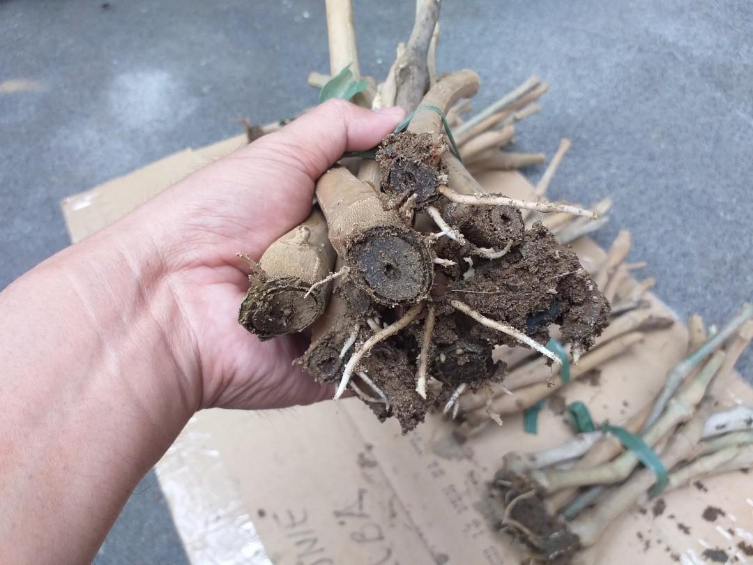 Rooting Madre de Agua, Furniture & Home Living, Gardening, Plants ...