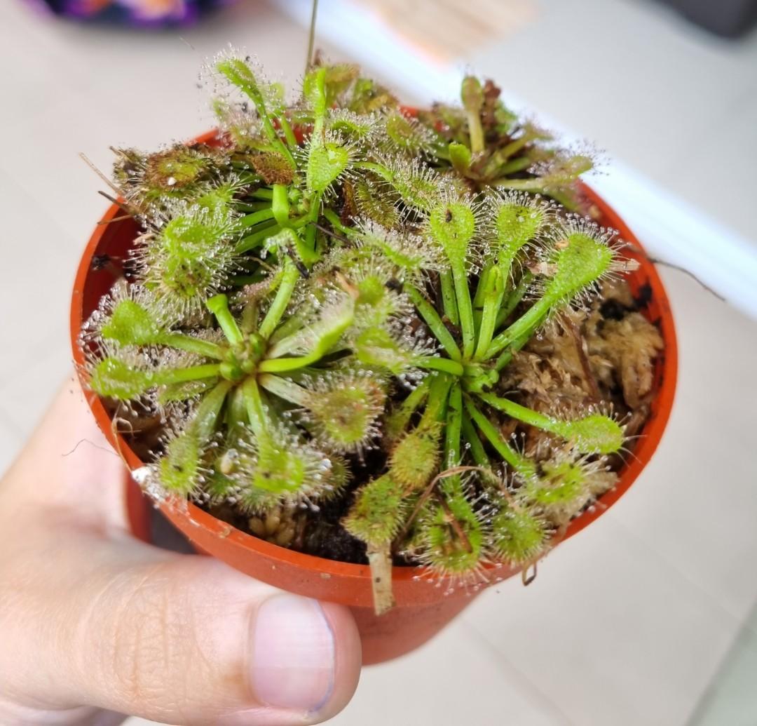 5 sundews (8cm medium pot), Furniture & Home Living, Gardening, Plants ...