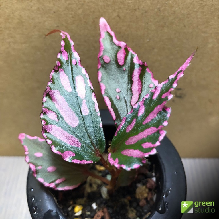 Begonia Julau Type 1, Furniture & Home Living, Gardening, Plants ...