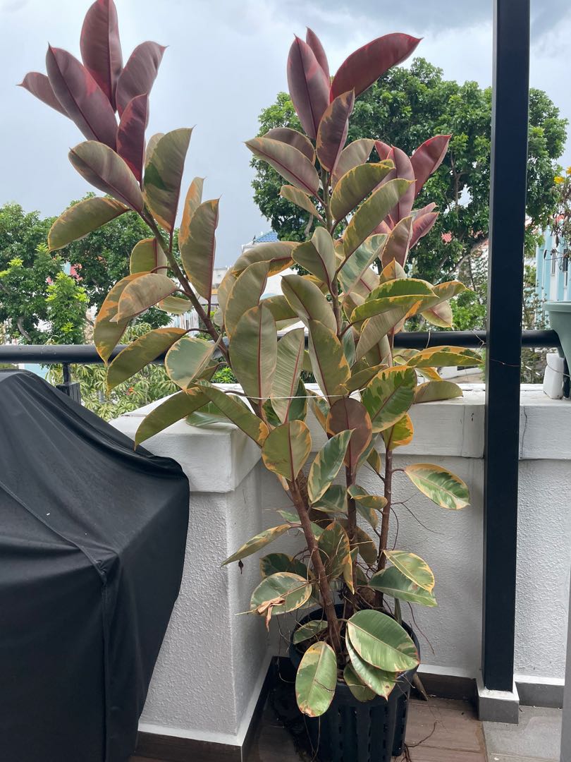 Ficus Elastica Ruby Rubber Plant, Furniture & Home Living, Gardening ...
