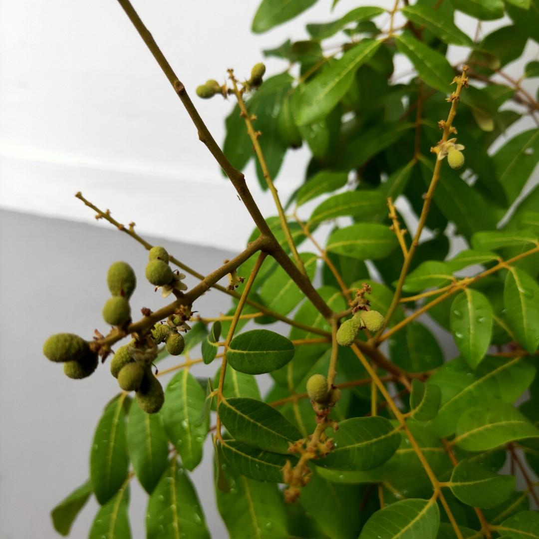 Fruiting Longan Tree in Pot, Furniture & Home Living, Gardening, Plants ...